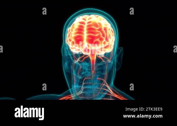 Central Organ of Human Nervous System Brain Anatomy Animation Concept ...