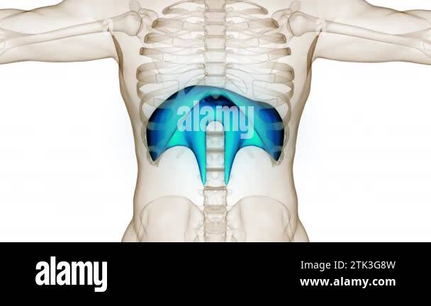 Human anatomy inflamed joints Stock Videos & Footage - HD and 4K Video ...