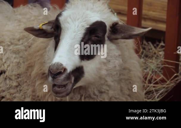 White ewe and lamb Stock Videos & Footage - HD and 4K Video Clips - Alamy