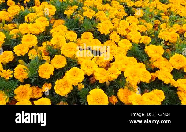 Marigold texture Stock Videos & Footage - HD and 4K Video Clips - Alamy