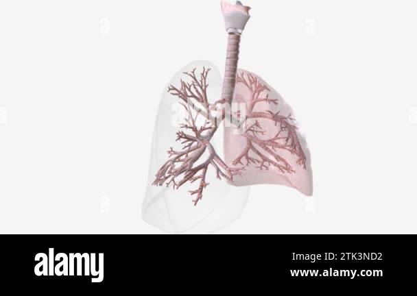 Lung trachea Stock Videos & Footage - HD and 4K Video Clips - Alamy