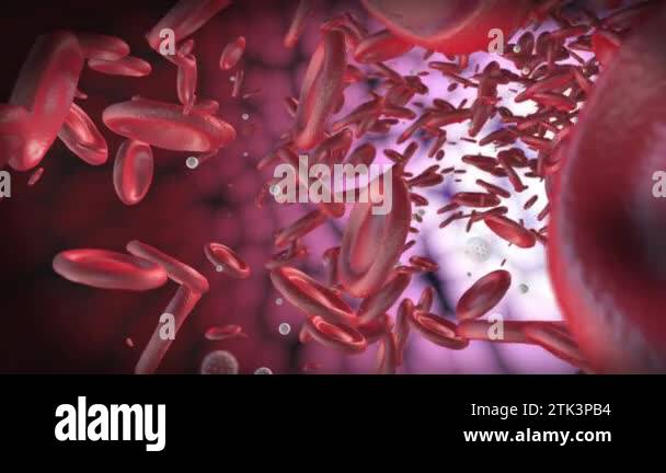 Red blood cells move inside an artery. 3D animation of round ...