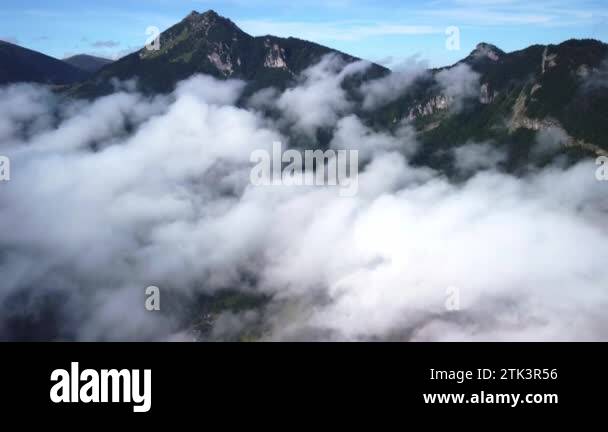 Foggy fog blows over spruce forests. Aerial shots of spruce forests on ...