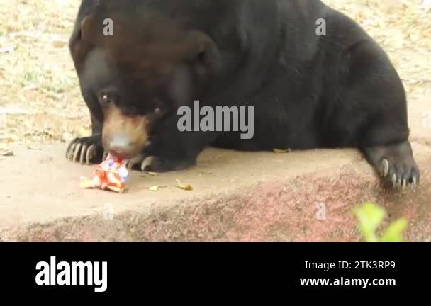 Black Bear mother and three cubs grazing in evening sunlight, Close up ...