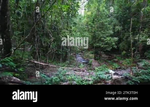 Drone footage of Jungle and nature feature in Philippines. Green forest ...