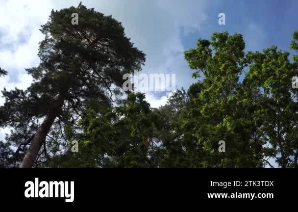 Treetops view with clouds floating, looking up in a mixed tree forest ...