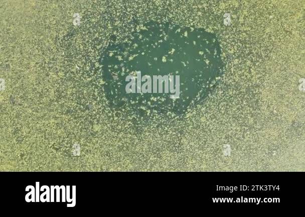 Growth of algae Stock Videos & Footage - HD and 4K Video Clips - Alamy