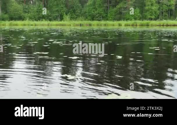 Lososinnoye lake. Taiga ecosystem. Reed sedge grow on hummocks. Tourism ...