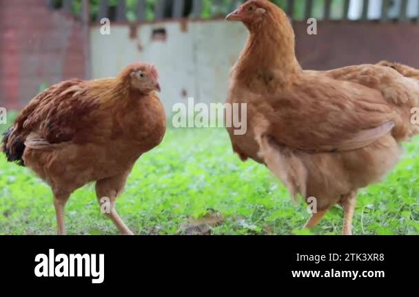 Red hens in the yard are looking for food. Agricultural industry ...