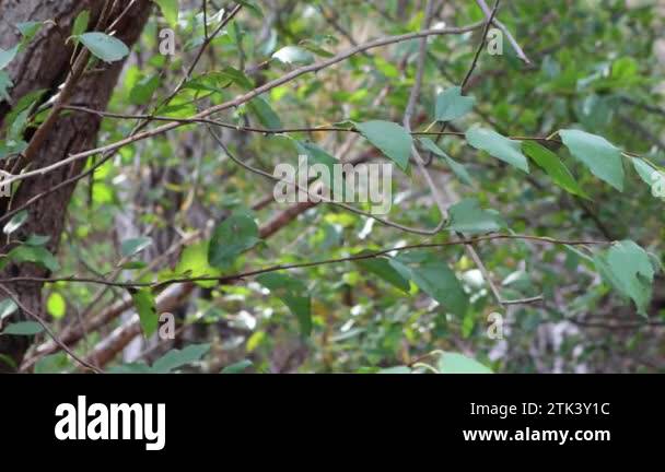 Green simple alternate distally acute proximally cuneate uncurved ...