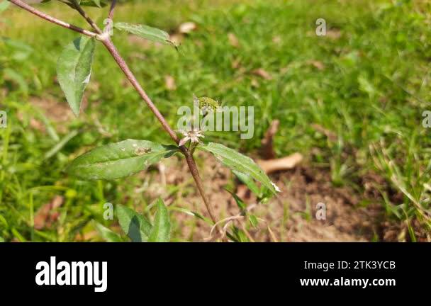 Eclipta prostrata plant with flower. Its other names false daisy,yerba ...