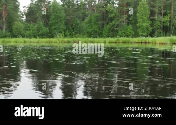 Lososinnoye lake. Taiga ecosystem. Reed sedge grow on hummocks. Tourism ...