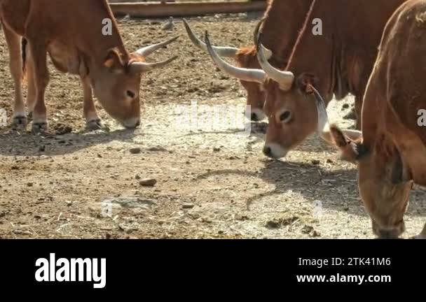 close-up on Longhorn beef cattle are a tough and adaptable breed that ...