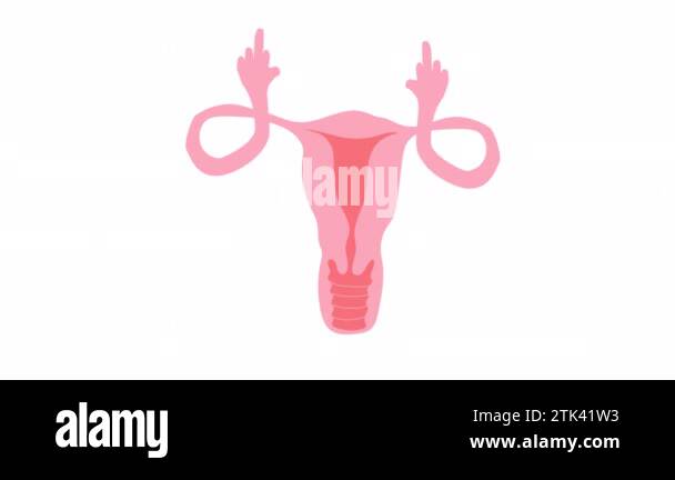 Cervix Anatomy Stock Videos And Footage Hd And 4k Video Clips Alamy
