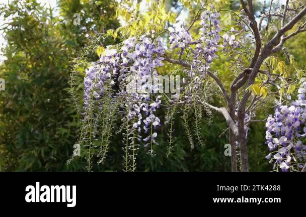 Bamboo tree flowers Stock Videos & Footage - HD and 4K Video Clips - Alamy