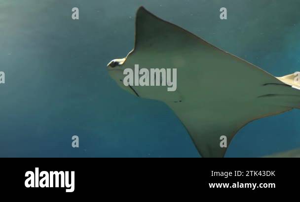 Gray stingray moves in sea making wave-like movements with large ...