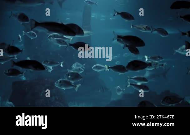 Ecology concept small fish Stock Videos & Footage - HD and 4K Video ...