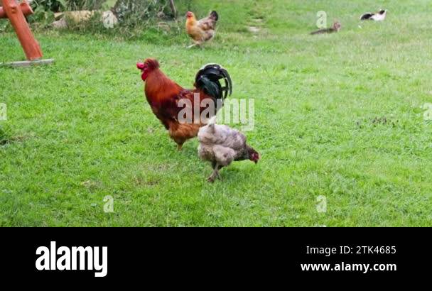 Cat hens in farm Stock Videos & Footage - HD and 4K Video Clips - Alamy