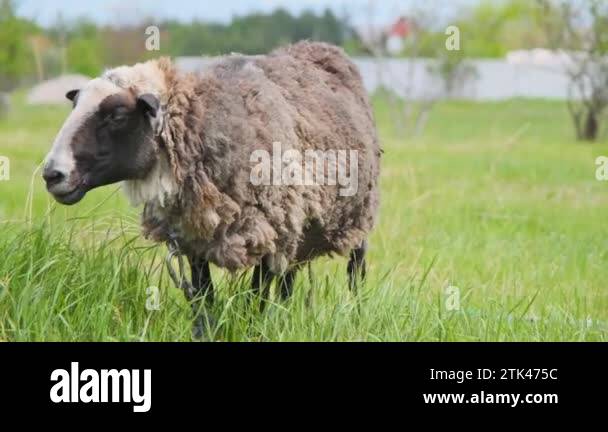 Beautiful sheep in a green field close-up. A beautiful sheep looks into ...