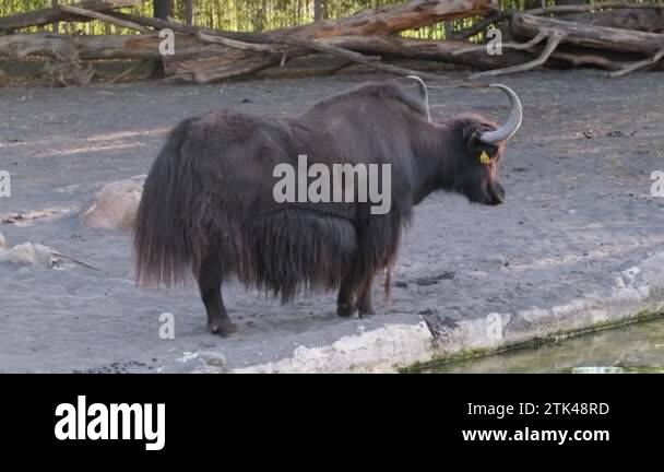 Tibetan cow Stock Videos & Footage - HD and 4K Video Clips - Alamy