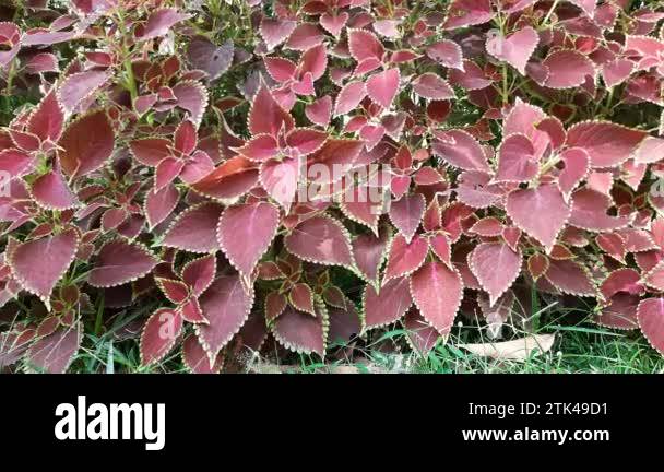 Coleus plant in garden. Coleusis a genus of annual or perennial herbs ...