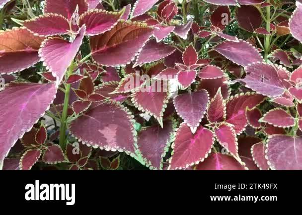 Coleus plant in garden. Coleusis a genus of annual or perennial herbs ...