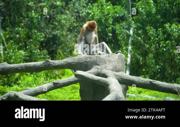 Proboscis monkey on a wooden fence in the tropics. Borneo. Labuk bay ...