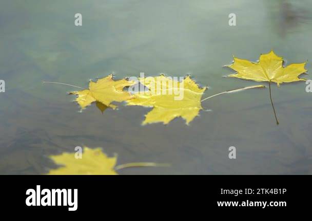 Autumn maple leaf landscape Stock Videos & Footage - HD and 4K Video ...