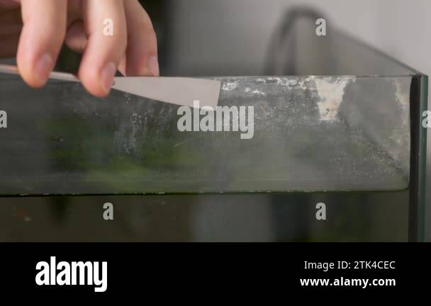 Close up fish scale Stock Videos & Footage - HD and 4K Video Clips - Alamy