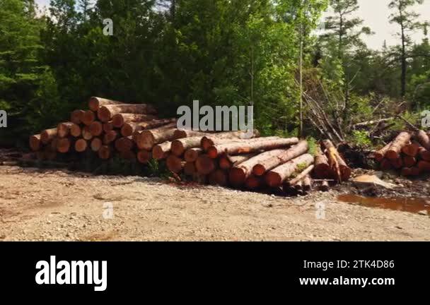 Stacked wood logs background Stock Videos & Footage - HD and 4K Video ...