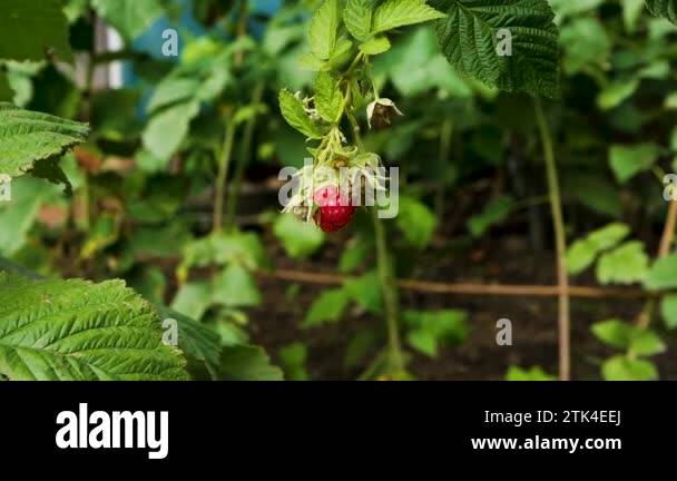 Raspberry tree garden Stock Videos & Footage - HD and 4K Video Clips ...