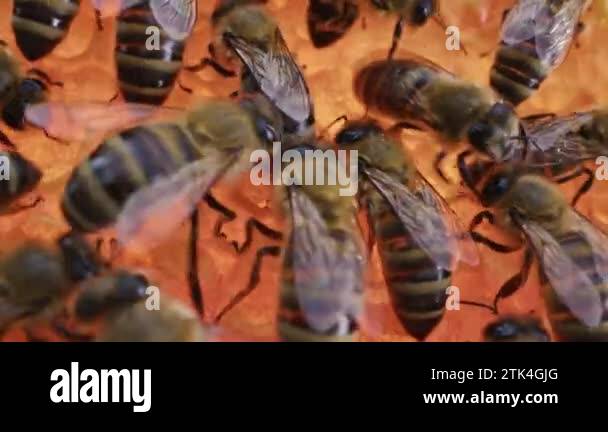 Bees family working on honeycomb in apiary. Life of Carniolan honey bee ...