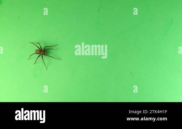 European spiders Stock Videos & Footage - HD and 4K Video Clips - Alamy