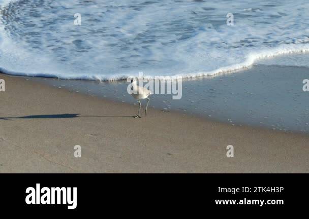 Surf wading Stock Videos & Footage - HD and 4K Video Clips - Alamy