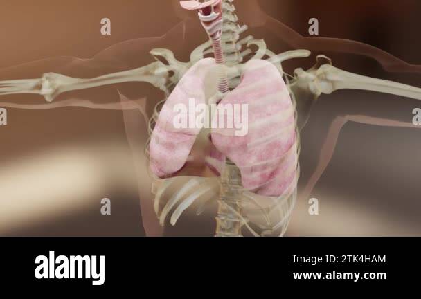 Human Respiratory System Lungs Anatomy Animation Concept. visible lung ...