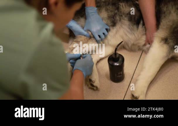 veterinarian taking medical test of pet. Taking a sample of blood from ...