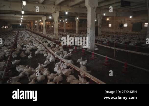 Large farm with many chickens. Modern poultry farm for broiler ...