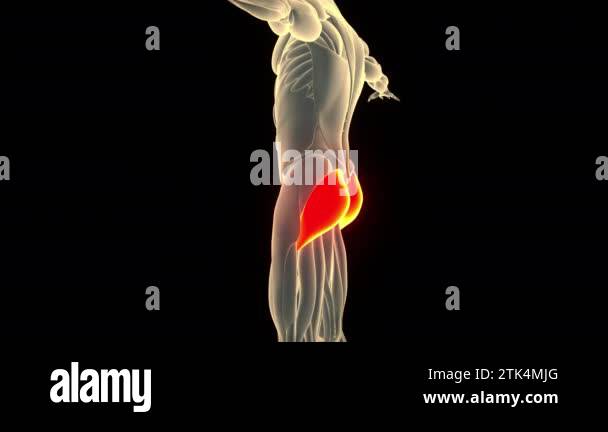 Human Muscular System Leg Muscles Gluteus Maximus Muscle Anatomy ...