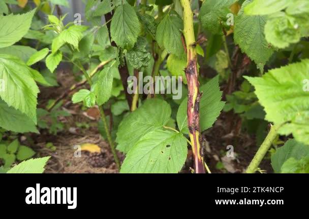Raspberry plant disease Stock Videos & Footage - HD and 4K Video Clips ...