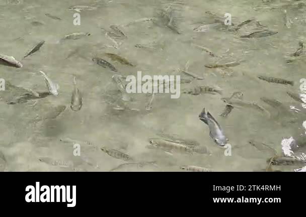 Nile Tilapia fish in pond on southeast asian. The Nile tilapia is a ...