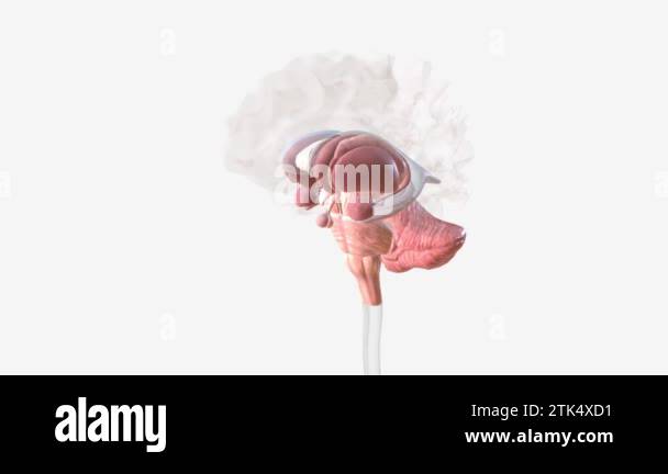 The brain has three main parts: the cerebrum, cerebellum and brainstem ...