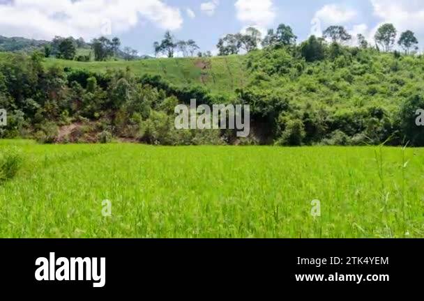 timelapse rice fields in harvesting season under clear blue sky,rice ...