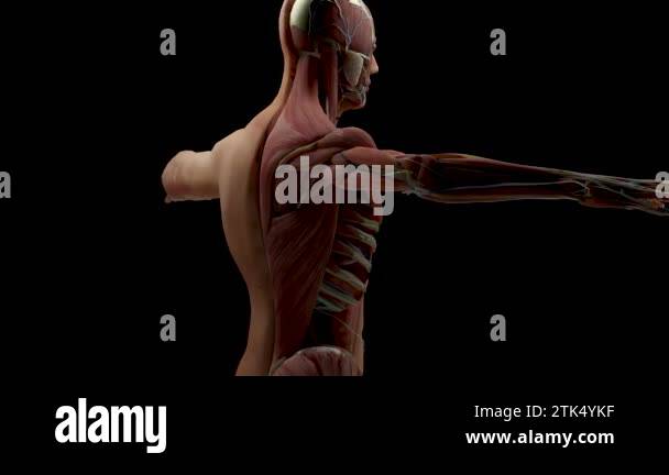 Human anatomy, muscles, organs, bones. Creative color palettes and ...
