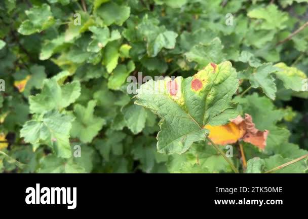 Galls red currant blister Stock Videos & Footage - HD and 4K Video ...