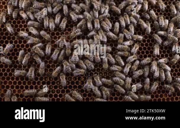 Bees family working on honeycomb in apiary. Life of Carniolan honey bee ...