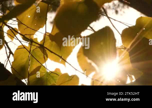 Yellow filters Stock Videos & Footage - HD and 4K Video Clips - Alamy