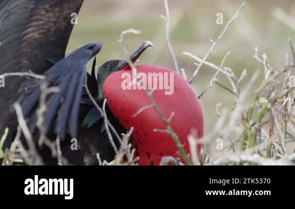 slow motion of a Magnificent frigatebird, Fregata magnificens, is a big ...