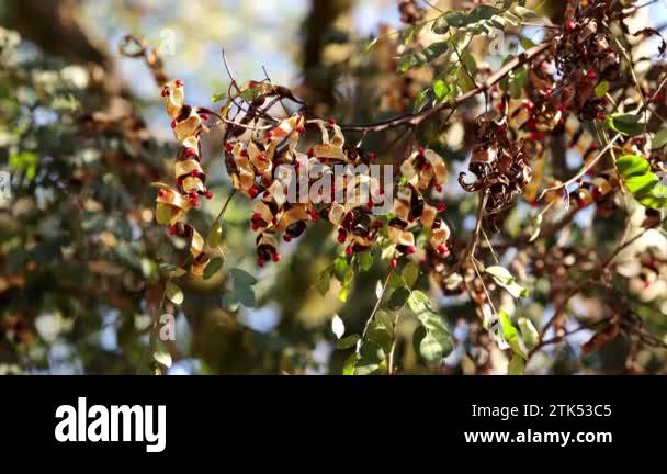 Saga seed tree Stock Videos & Footage - HD and 4K Video Clips - Alamy