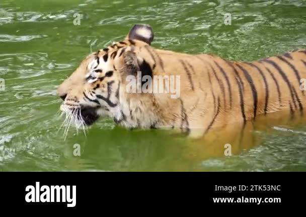 Tiger spotted Stock Videos & Footage - HD and 4K Video Clips - Alamy