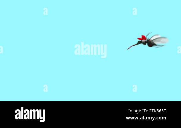 Mosquito character - 3D animation Stock Video Footage - Alamy